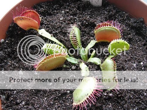 B52 Trap Eating Itself? - FlyTrapCare Forums